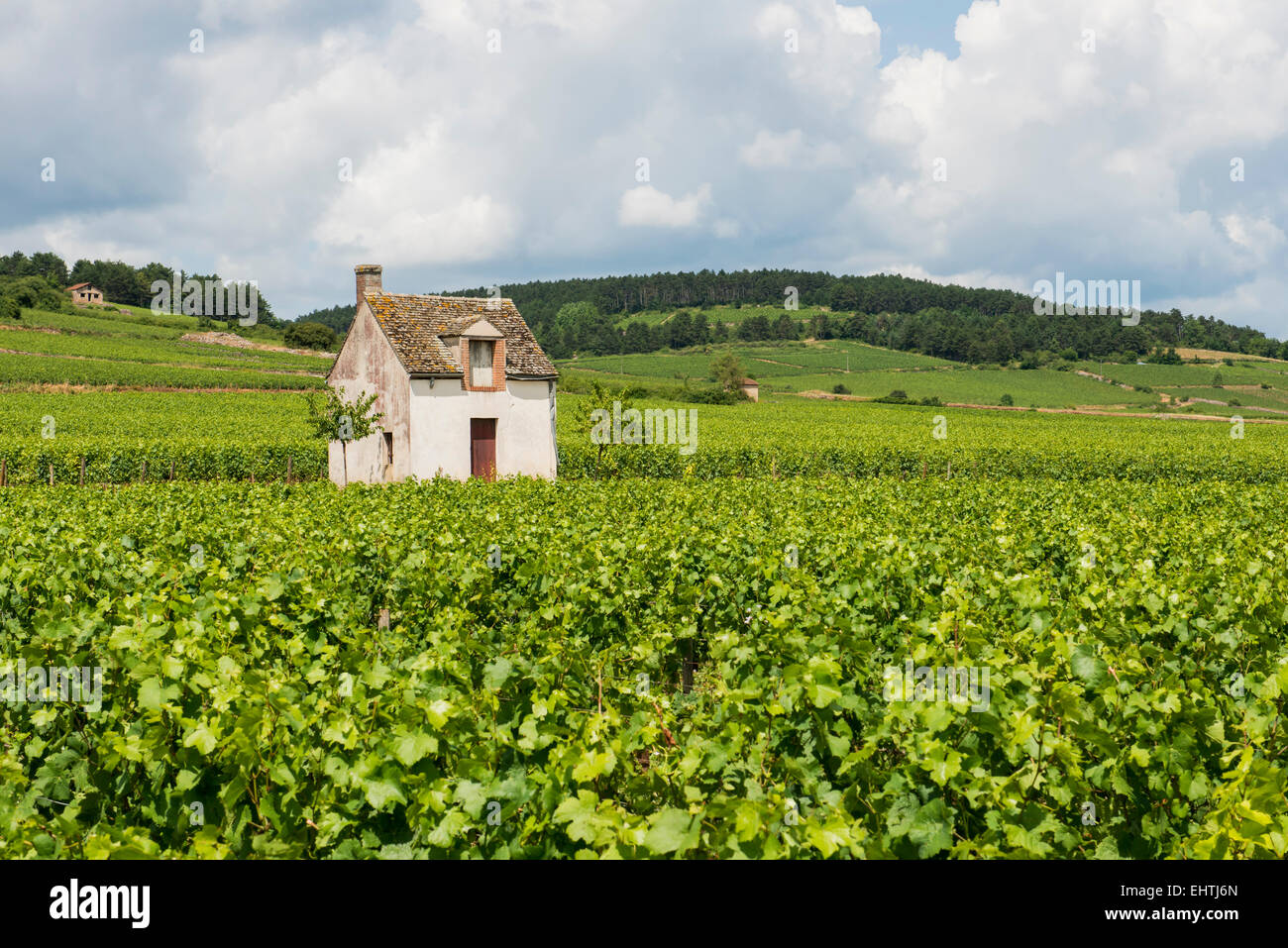 French Vineyard House