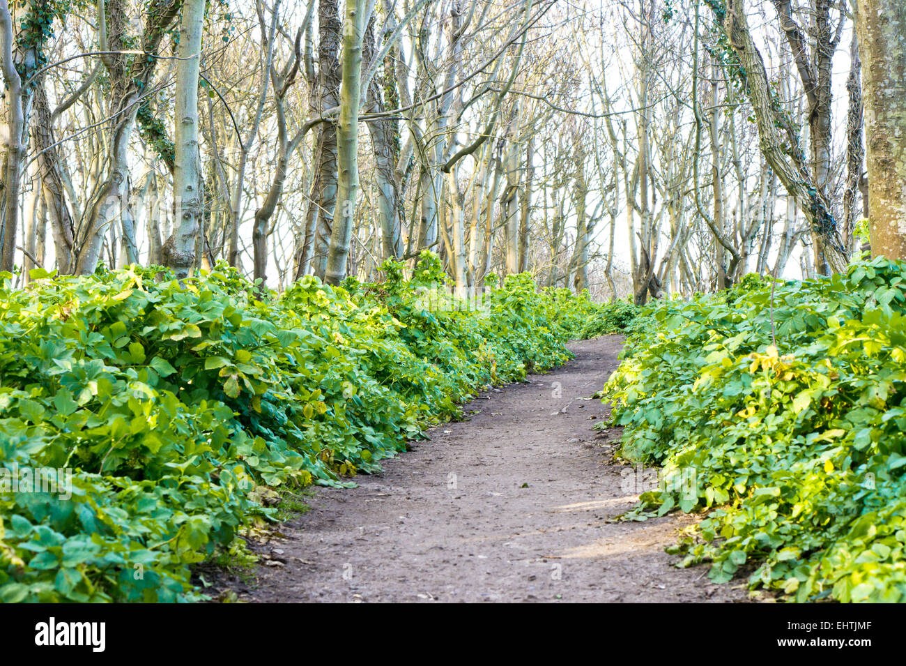 A path through woodland in Suffolk, UK Stock Photo - Alamy