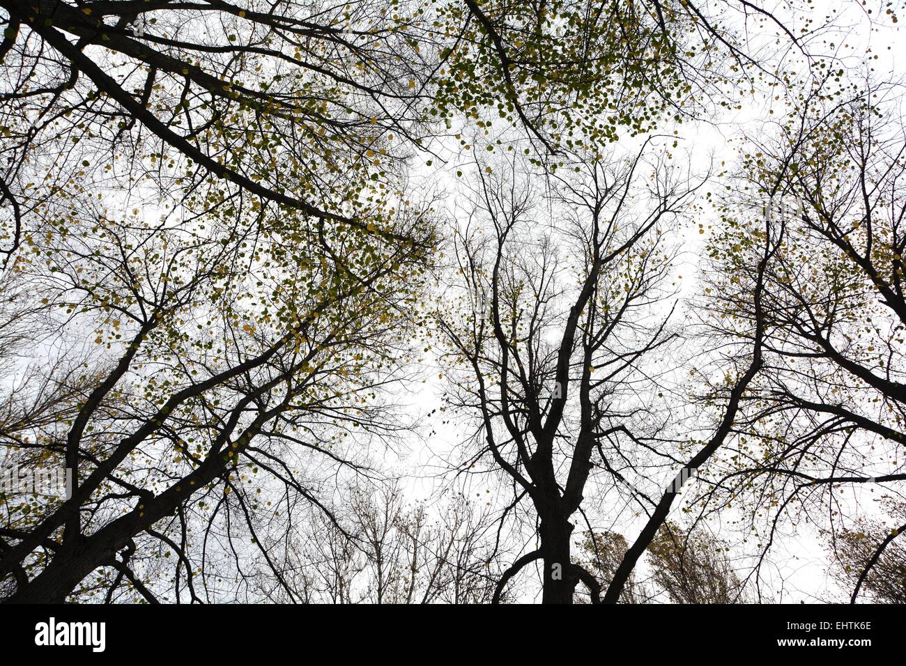 Boughs of trees in silhouette hi-res stock photography and images - Alamy