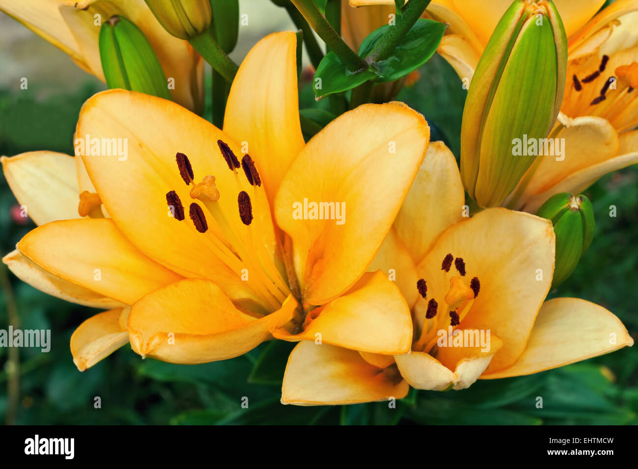 yellow lilies in a garden Stock Photo - Alamy