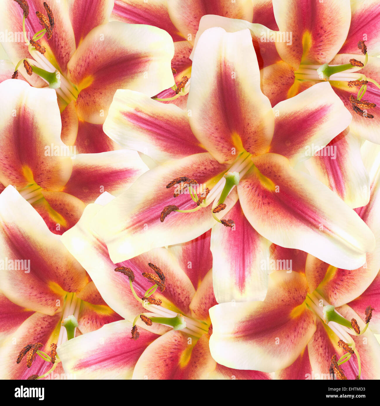 lily flowers background Stock Photo - Alamy