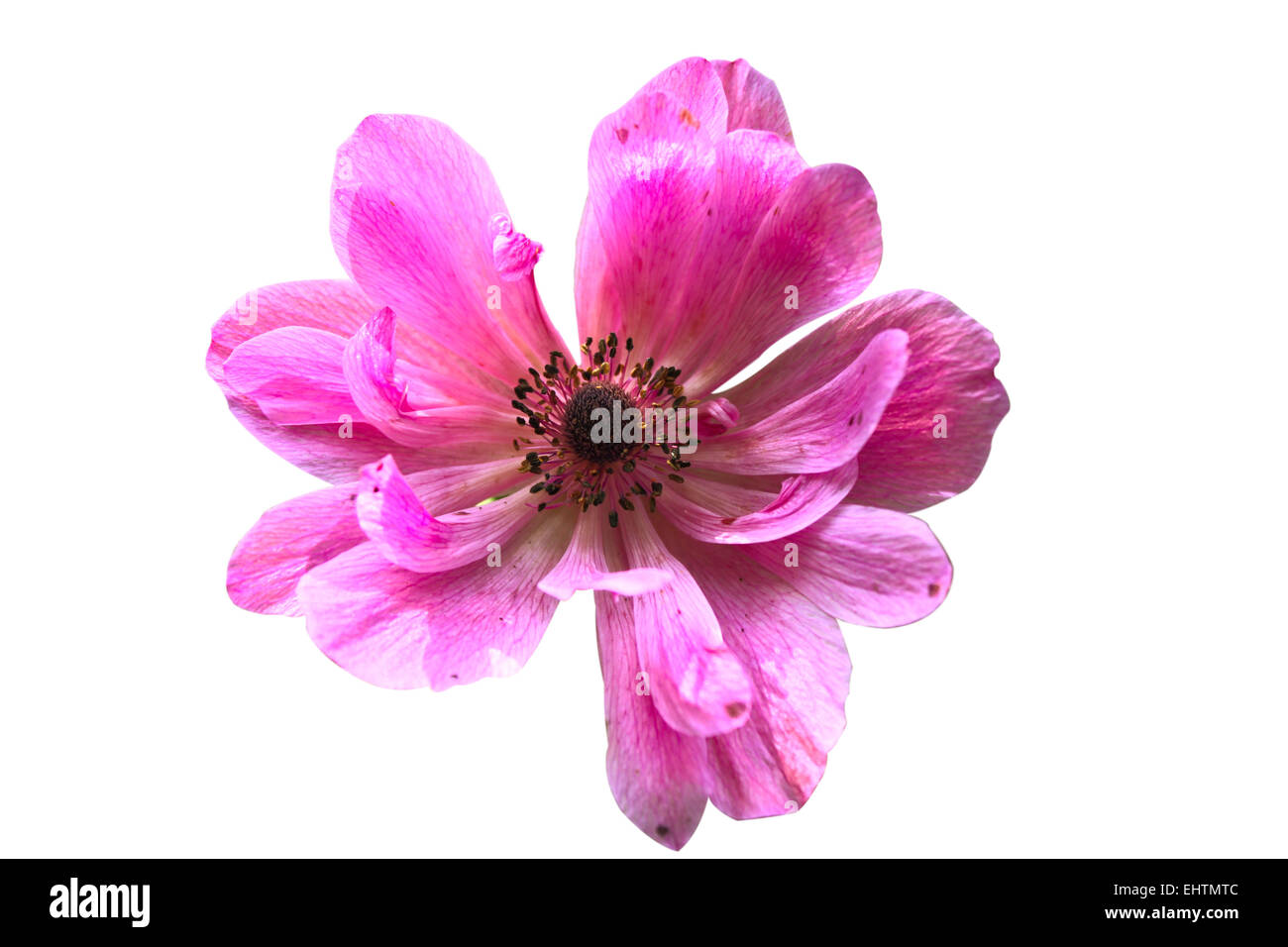 pink Anemone on white background Stock Photo - Alamy