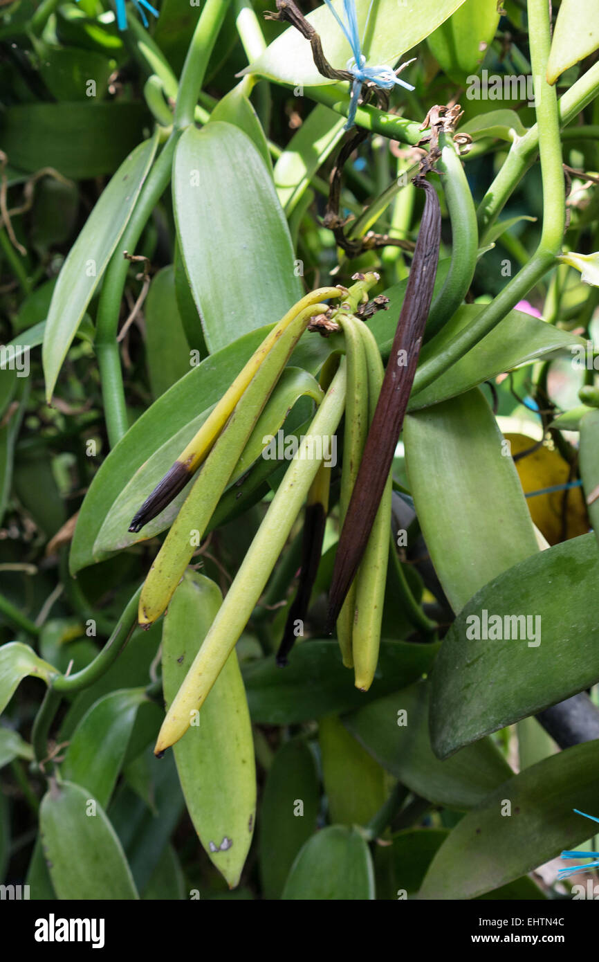Vanilla reunion island hi-res stock photography and images - Alamy