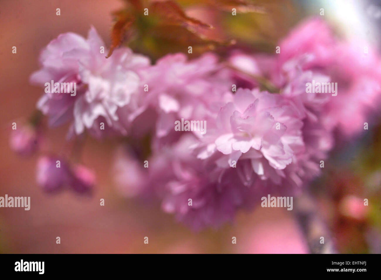 Pink spring blossom Stock Photo - Alamy