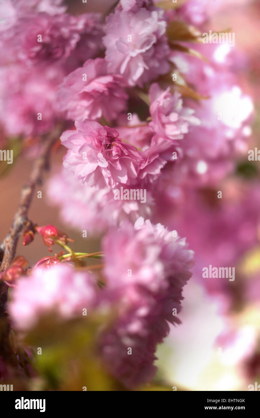 Pink spring blossom Stock Photo - Alamy