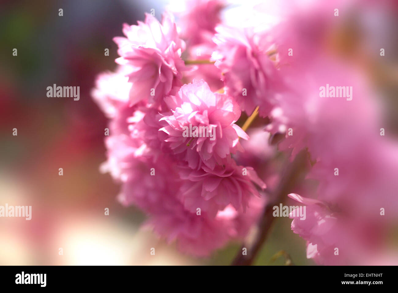 Early cherry blossom hi-res stock photography and images - Alamy