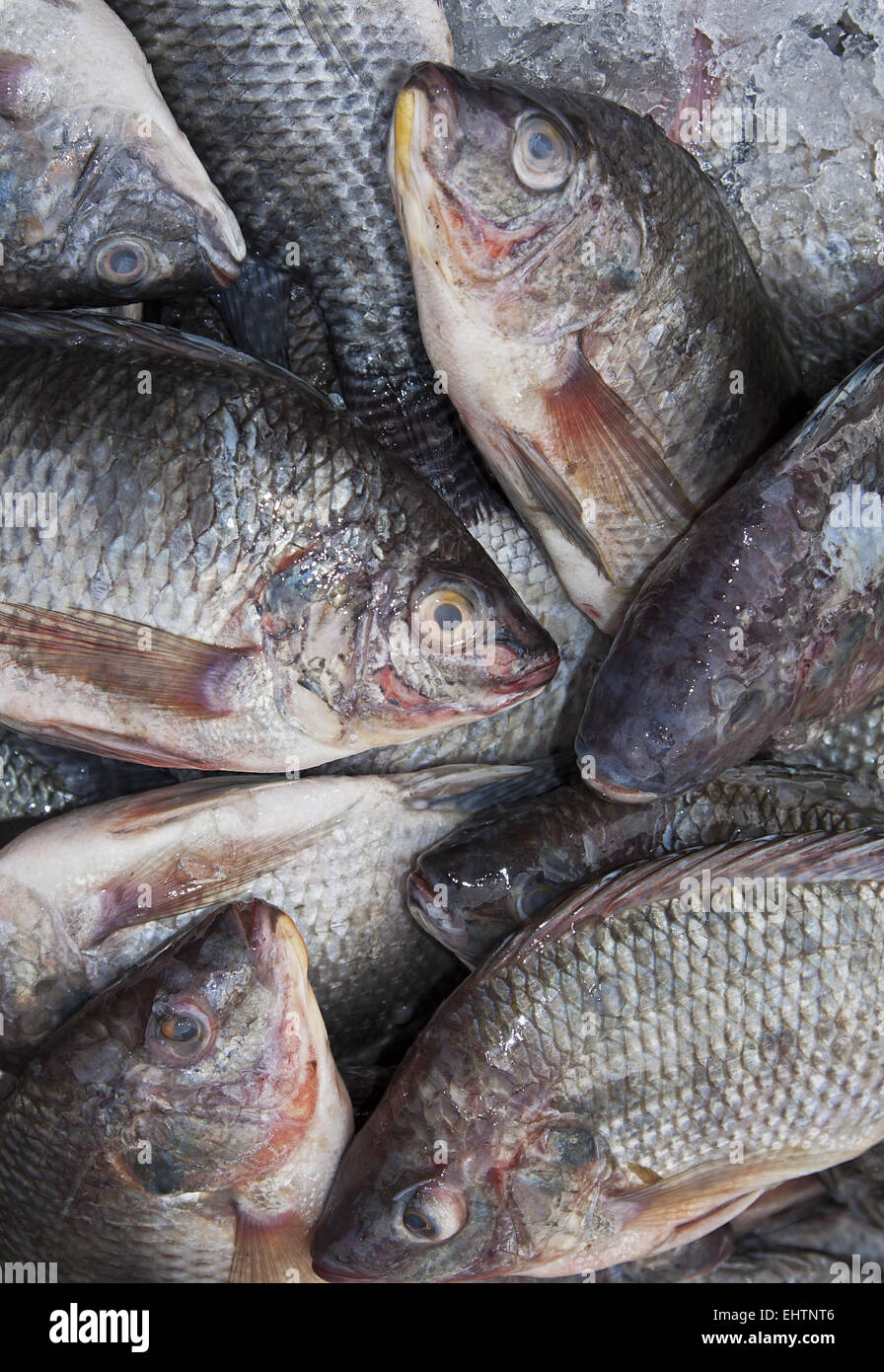 Perches freshwater fish hi-res stock photography and images - Alamy