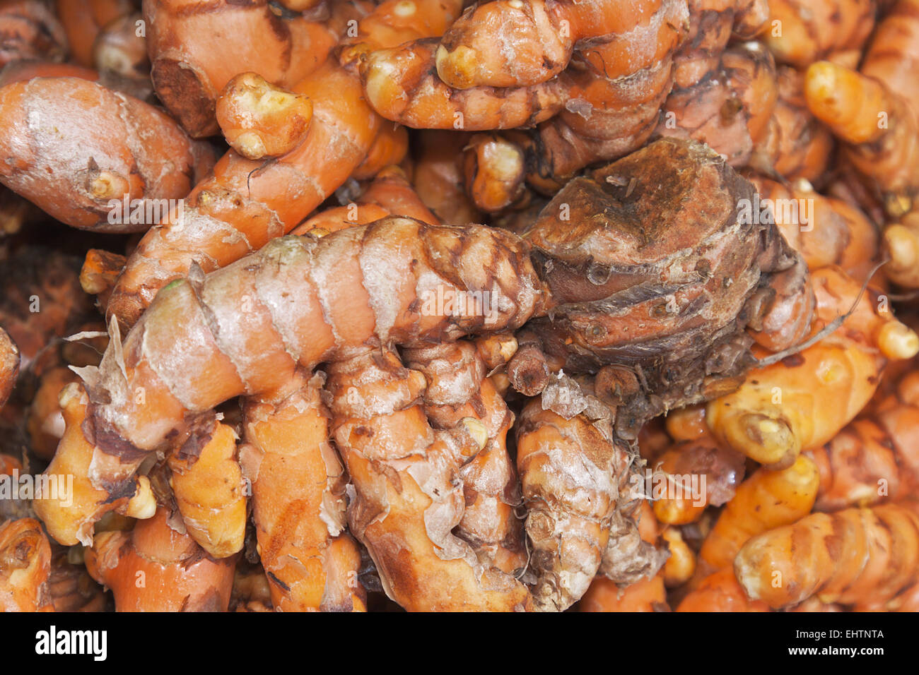 Family of ginger plants zingiberaceae hi-res stock photography and ...