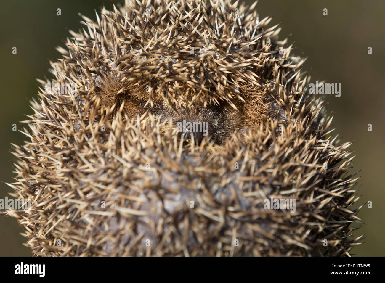 Hedgehog face 3 Stock Photo - Alamy