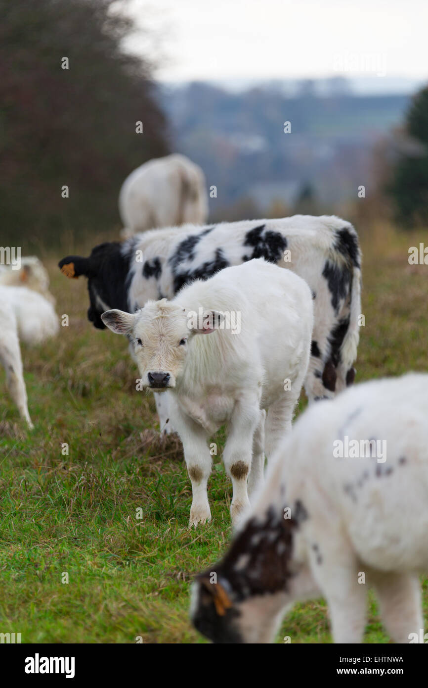 White calf 8 Stock Photo - Alamy