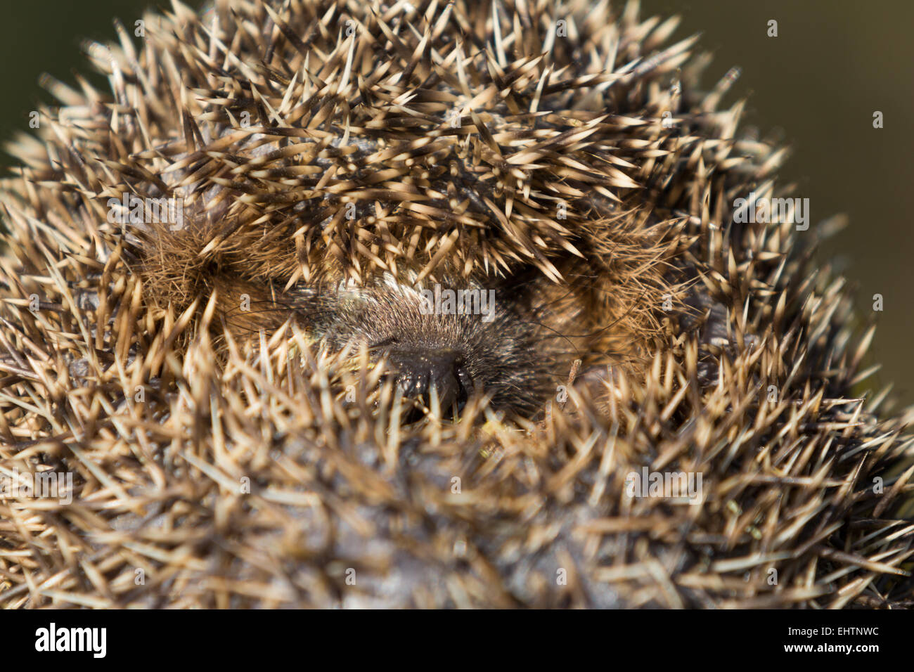 Hedgehog face hi-res stock photography and images - Alamy