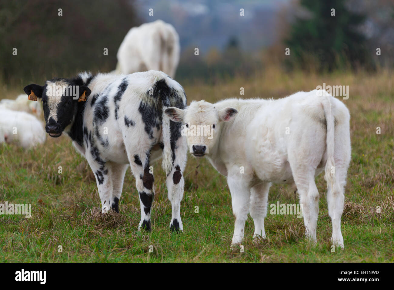 White calf 7 Stock Photo - Alamy