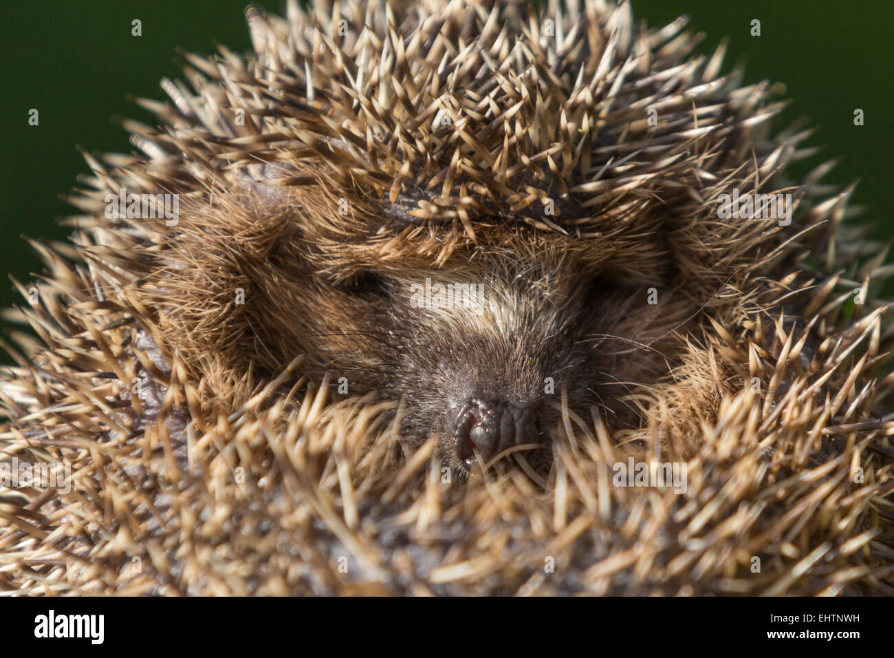 Hedgehog face hi-res stock photography and images - Alamy