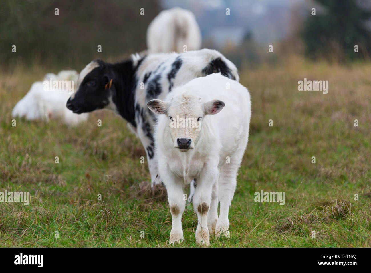 White calf 6 Stock Photo - Alamy