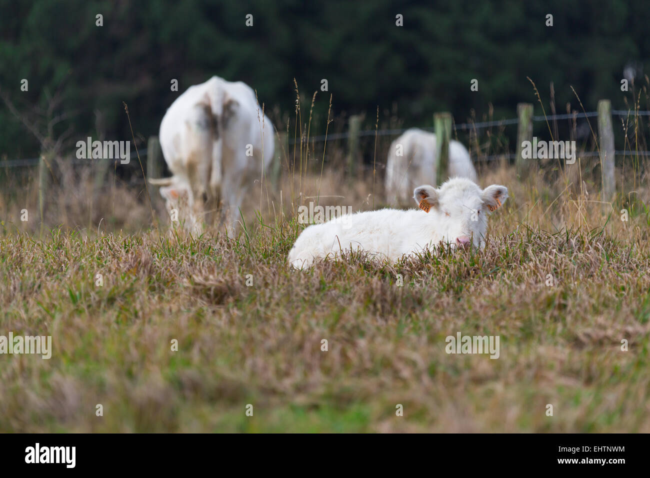 Milk cow 3 Stock Photo - Alamy
