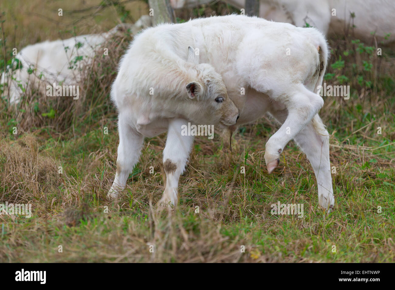 White calf 5 Stock Photo - Alamy