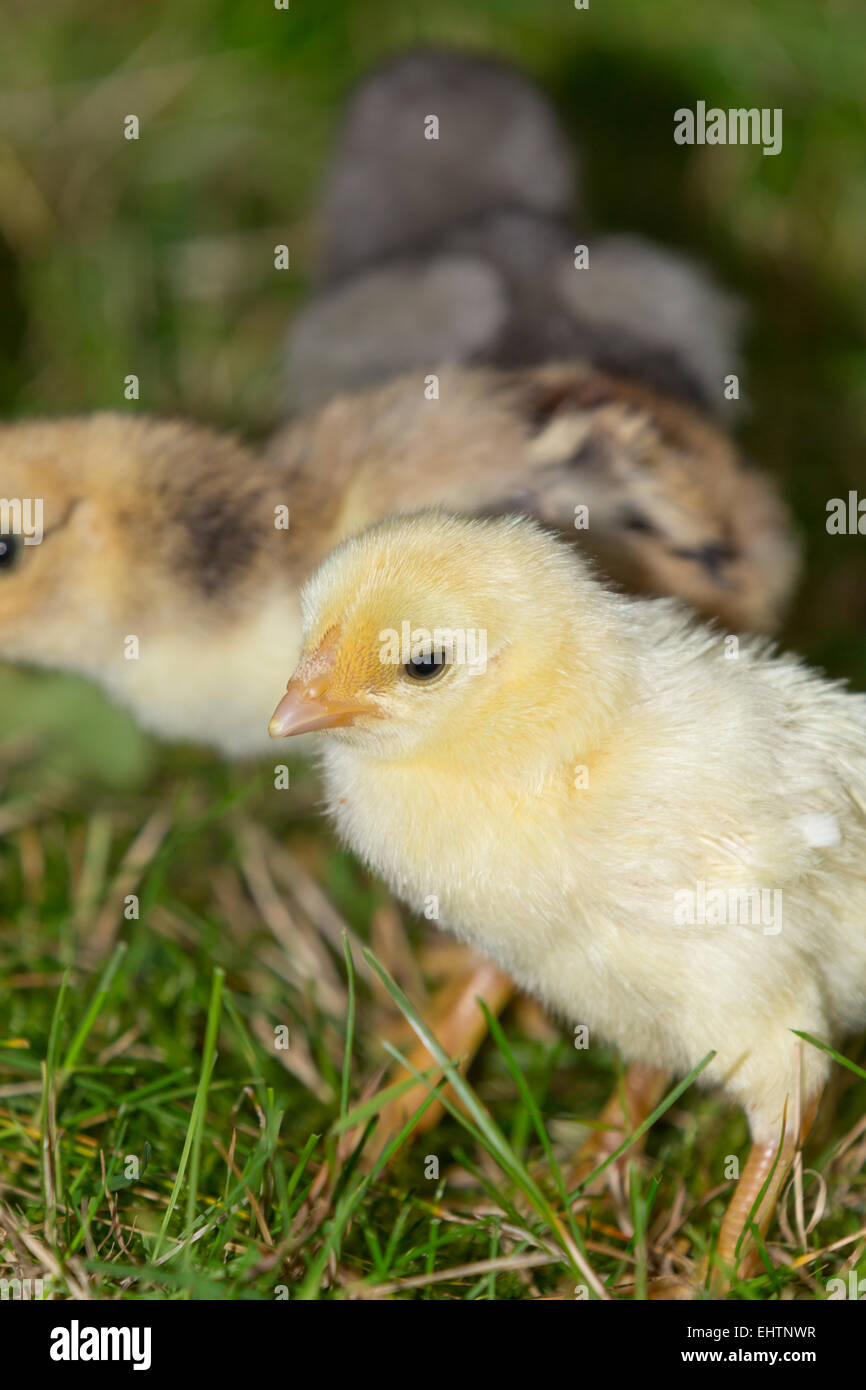 5 chicks hi-res stock photography and images - Alamy