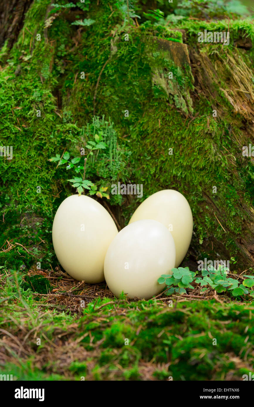 Rhea eggs 2 Stock Photo - Alamy