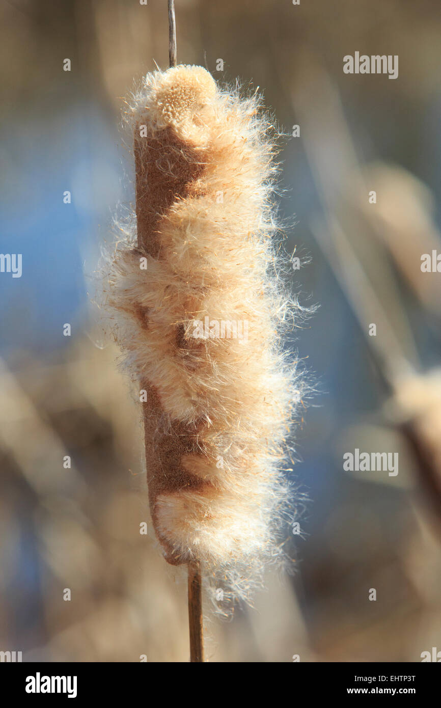 Typha latifolia flower hi-res stock photography and images - Alamy