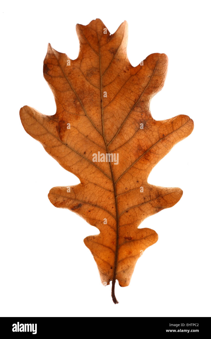 Acorn and leaf hi-res stock photography and images - Alamy
