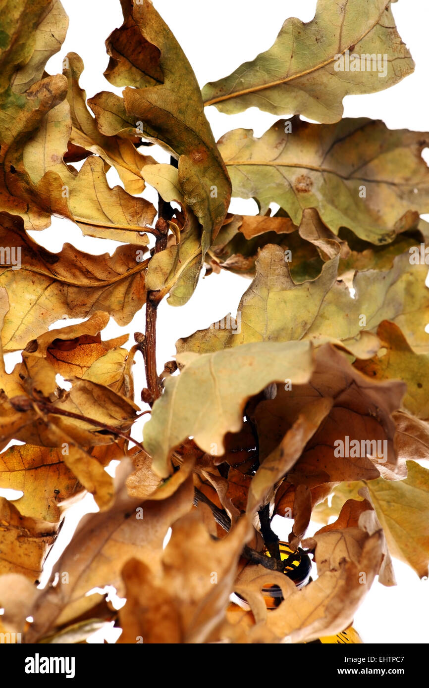 Dead acorn hi-res stock photography and images - Alamy