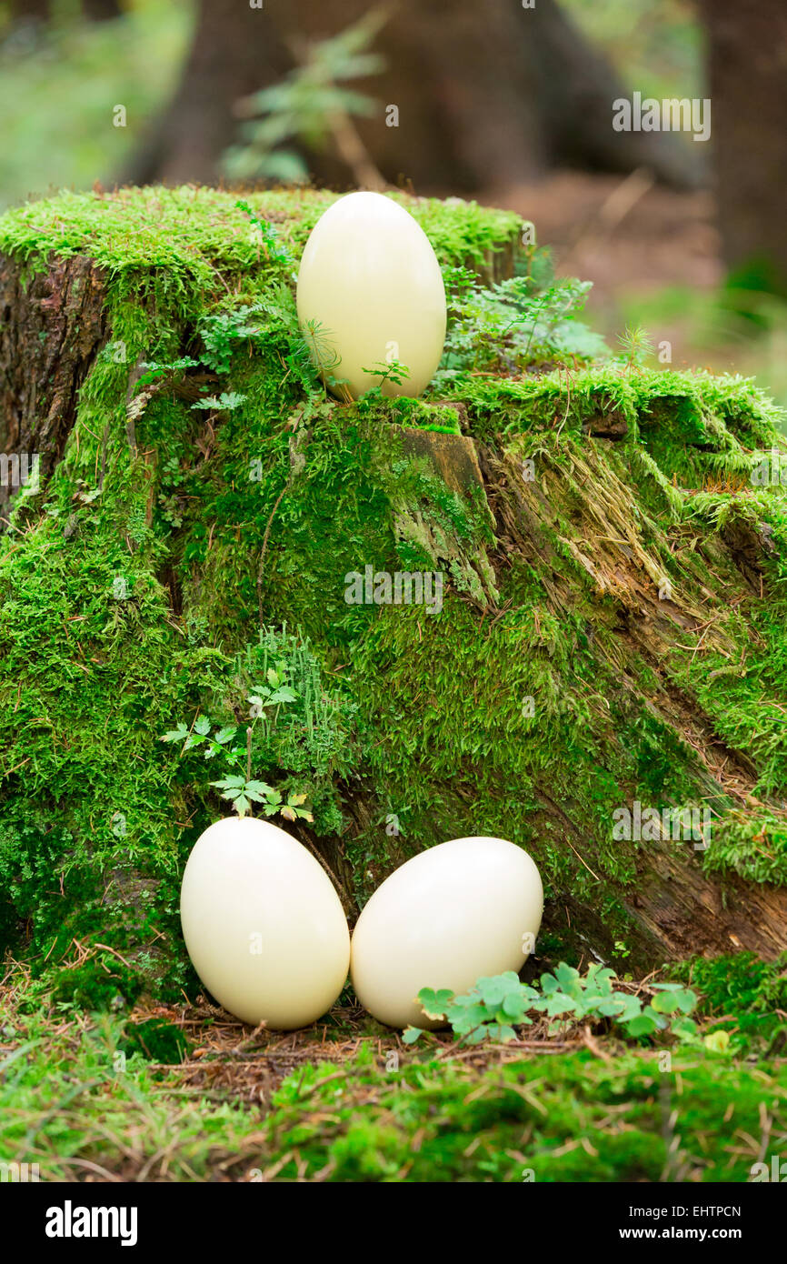 Rhea eggs hi-res stock photography and images - Alamy