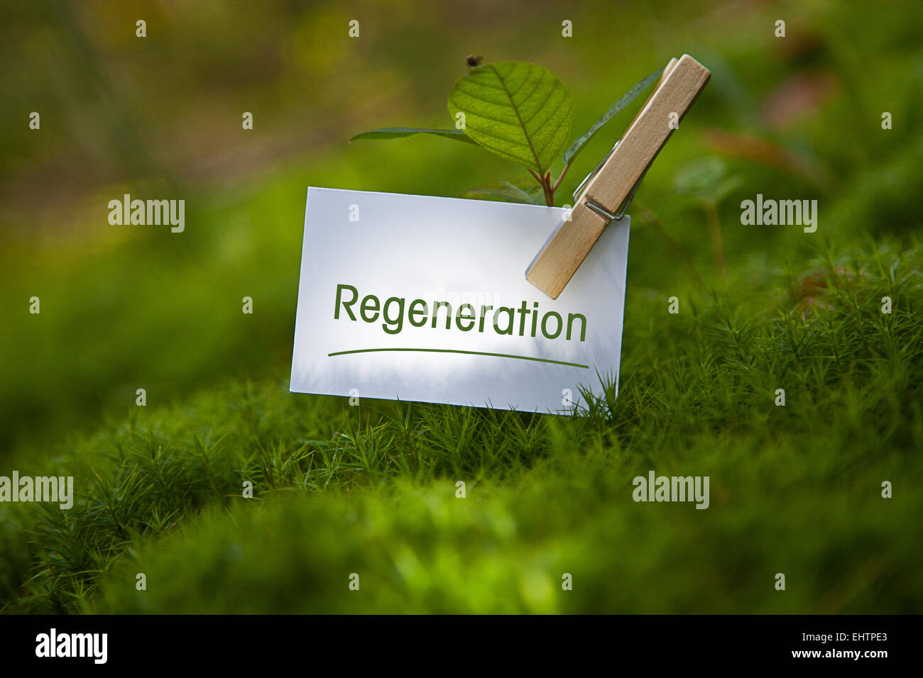 „Regeneration on paper with a seedling Stock Photo - Alamy