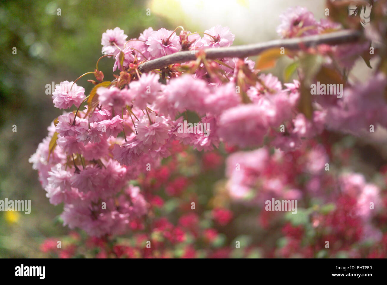 Pink spring blossom Stock Photo - Alamy