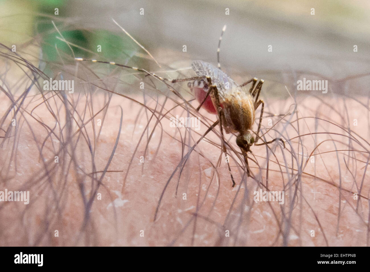 MOSQUITO CONTROL IN THE CAMARGUE, (30) GARD, LANGUEDOC-ROUSSILLON ...