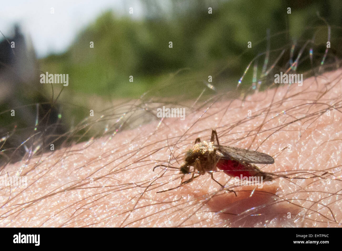 Mosquito control hi-res stock photography and images - Alamy