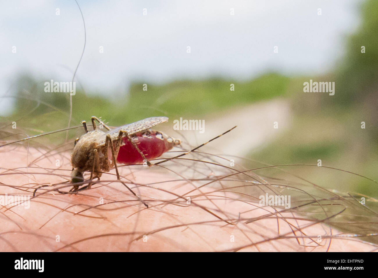 MOSQUITO CONTROL IN THE CAMARGUE, (30) GARD, LANGUEDOC-ROUSSILLON ...