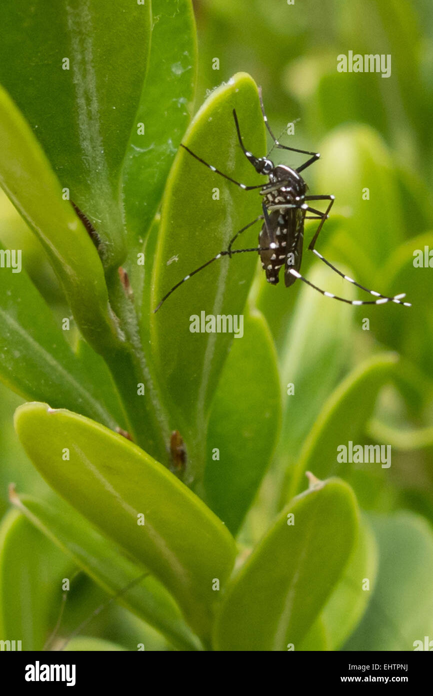 MOSQUITO CONTROL IN THE CAMARGUE, (30) GARD, LANGUEDOC-ROUSSILLON ...