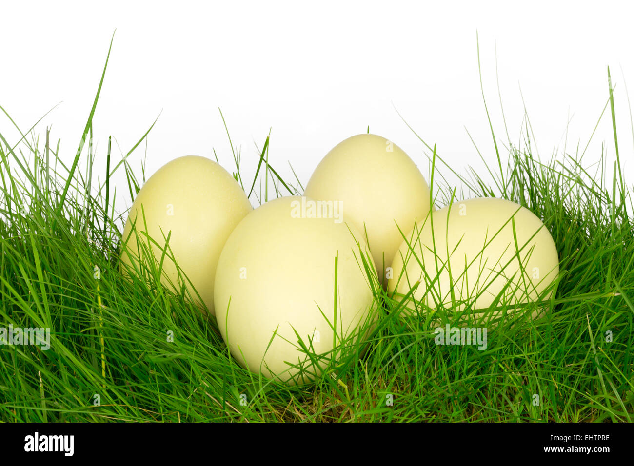 Rhea eggs in a meadow 8 Stock Photo - Alamy
