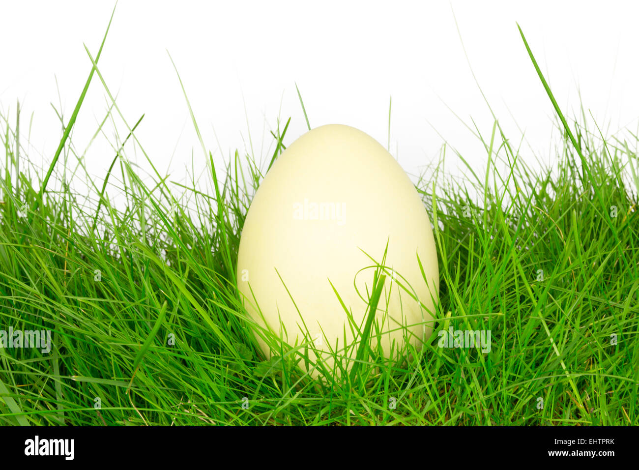 Rhea eggs in a meadow 6 Stock Photo - Alamy
