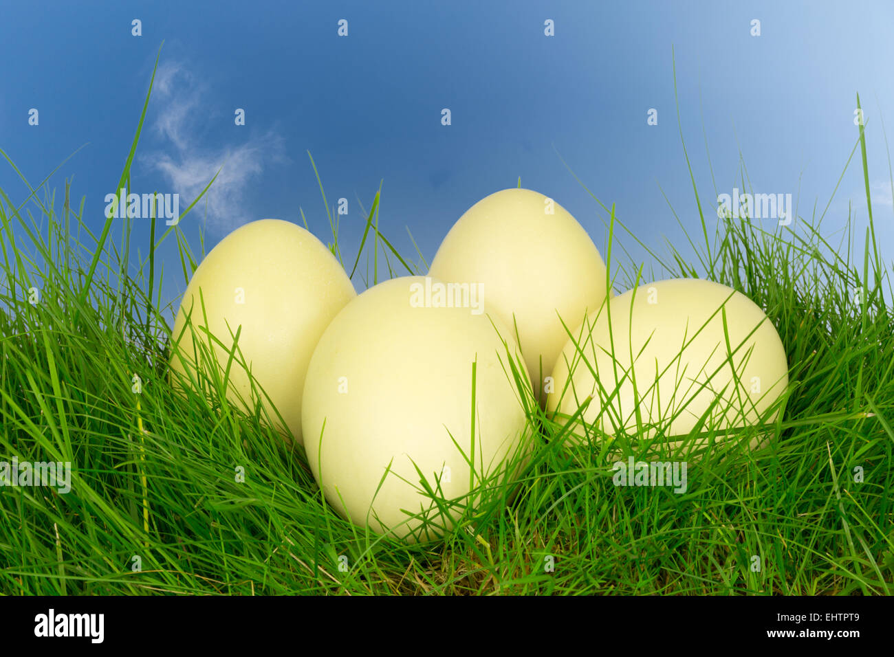 Rhea eggs in a meadow 2 Stock Photo - Alamy