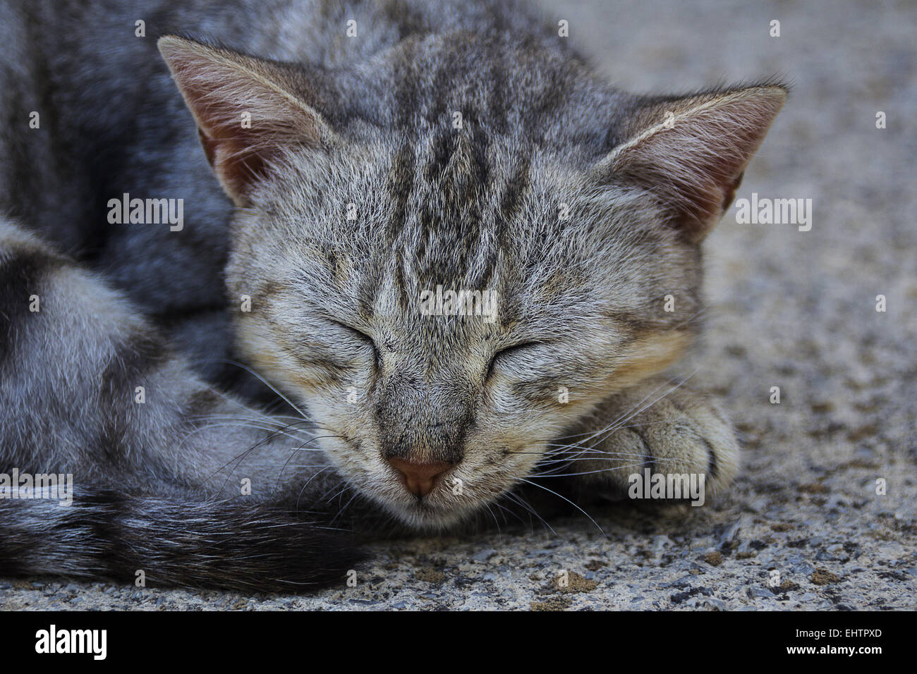Cat Crete High Resolution Stock Photography and Images - Alamy