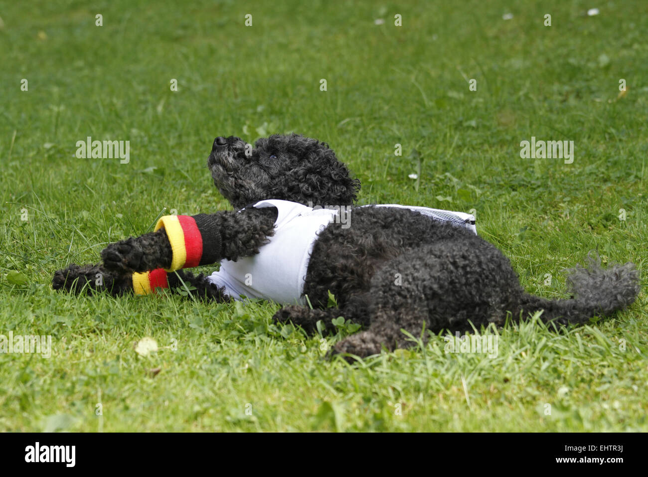 poodle with football shirt Stock Photo - Alamy