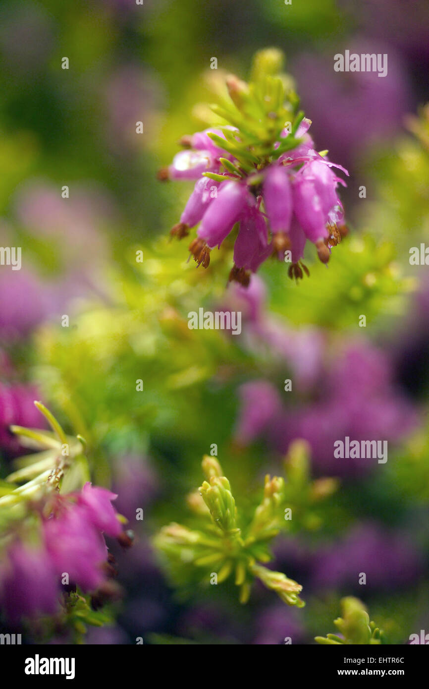 Purple heather moor hi-res stock photography and images - Alamy