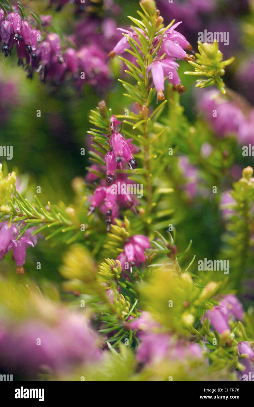 Heather purple plant hi-res stock photography and images - Alamy