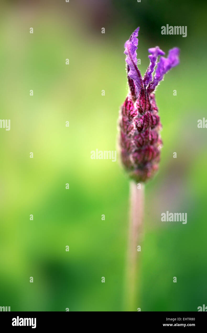 Single Lavender flower Stock Photo - Alamy