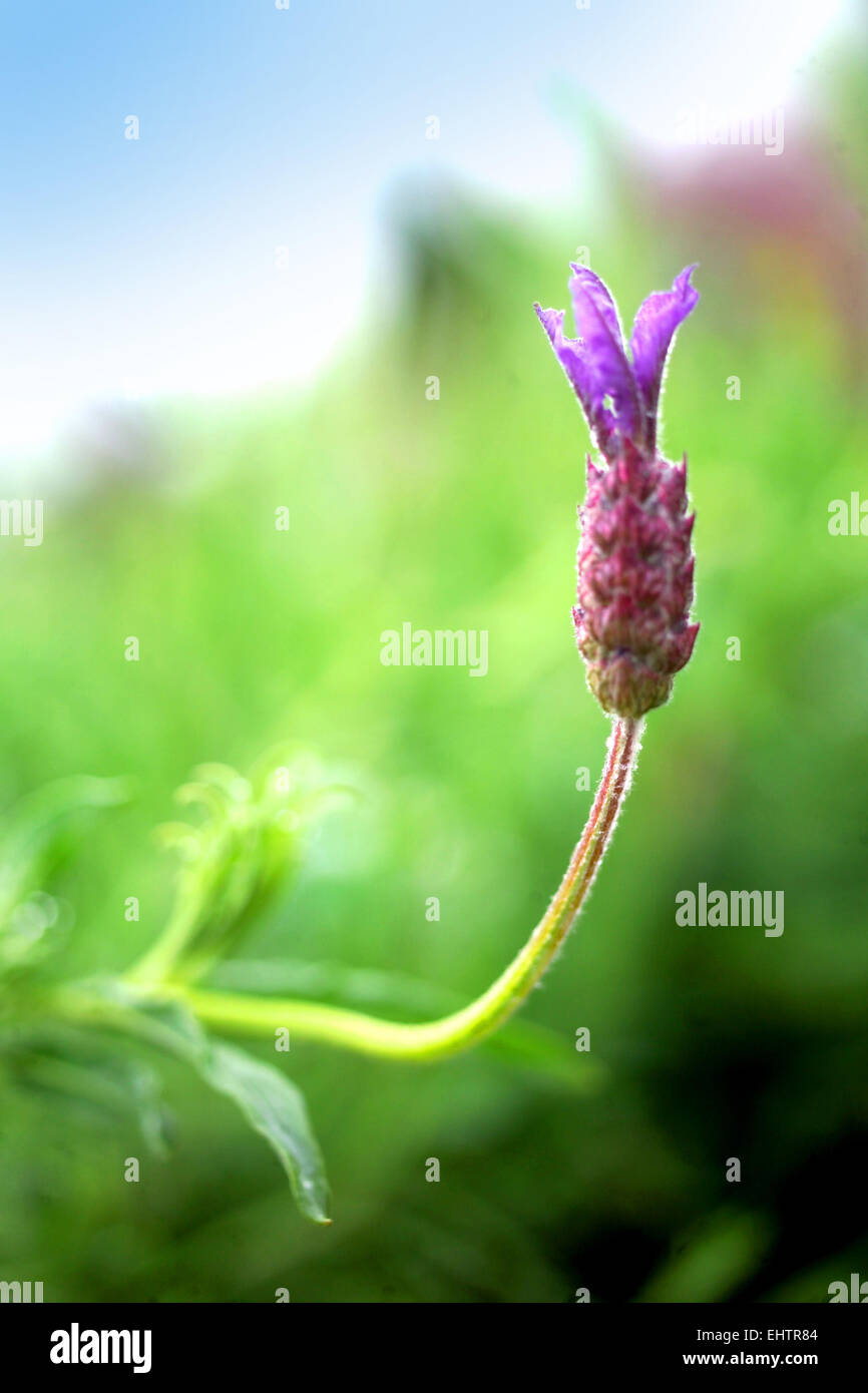 Single lavender flower hi-res stock photography and images - Alamy