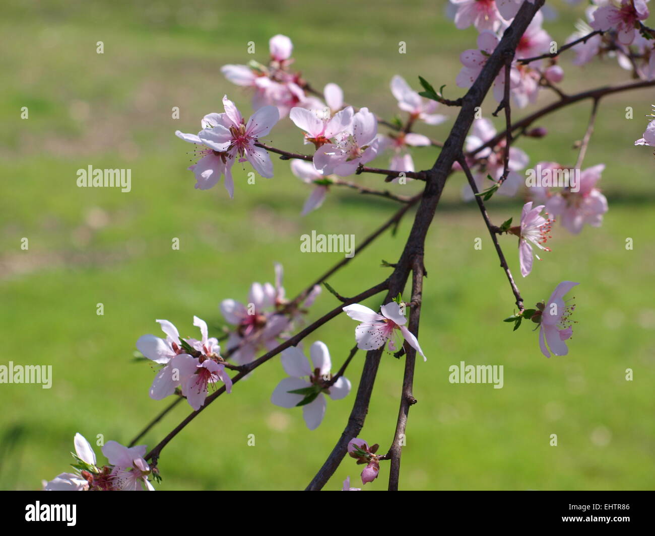 Blooms in Tennison Park Stock Photo - Alamy
