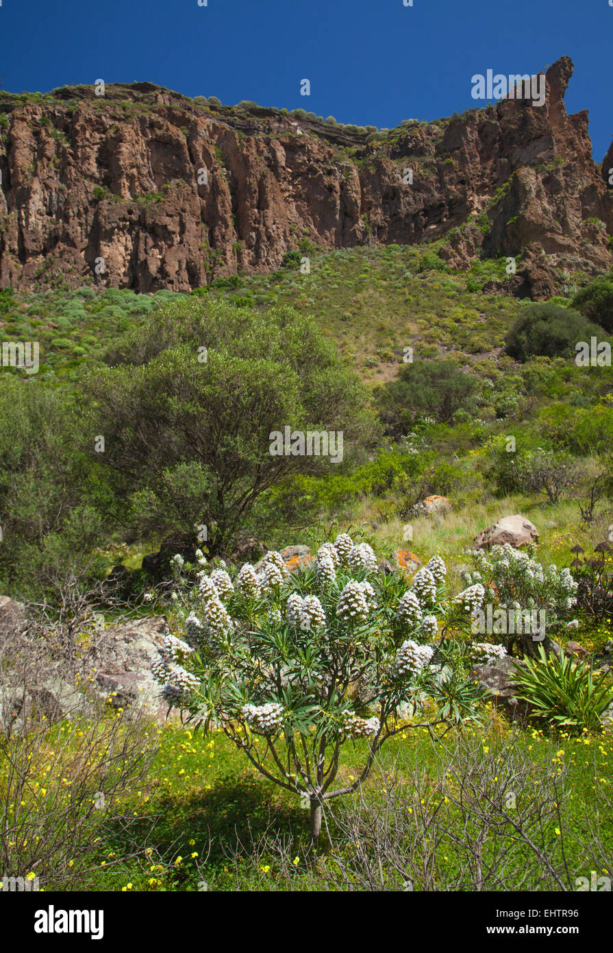 Echium decaisnei, Plant endemic to Canary Islands, flowers in Caldera ...