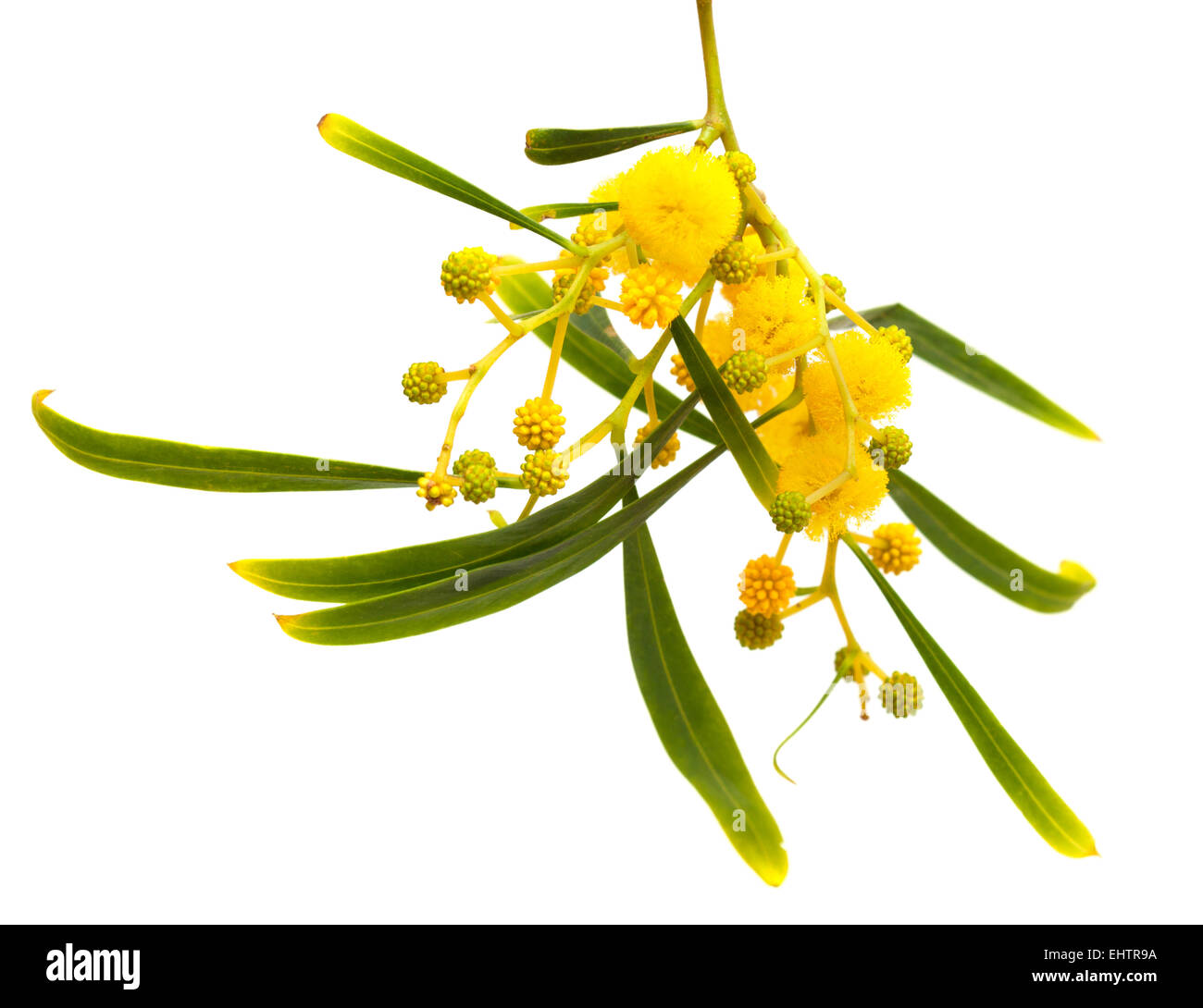 yellow fluffy flowers of Acacia cyanophylla isolated on white Stock ...
