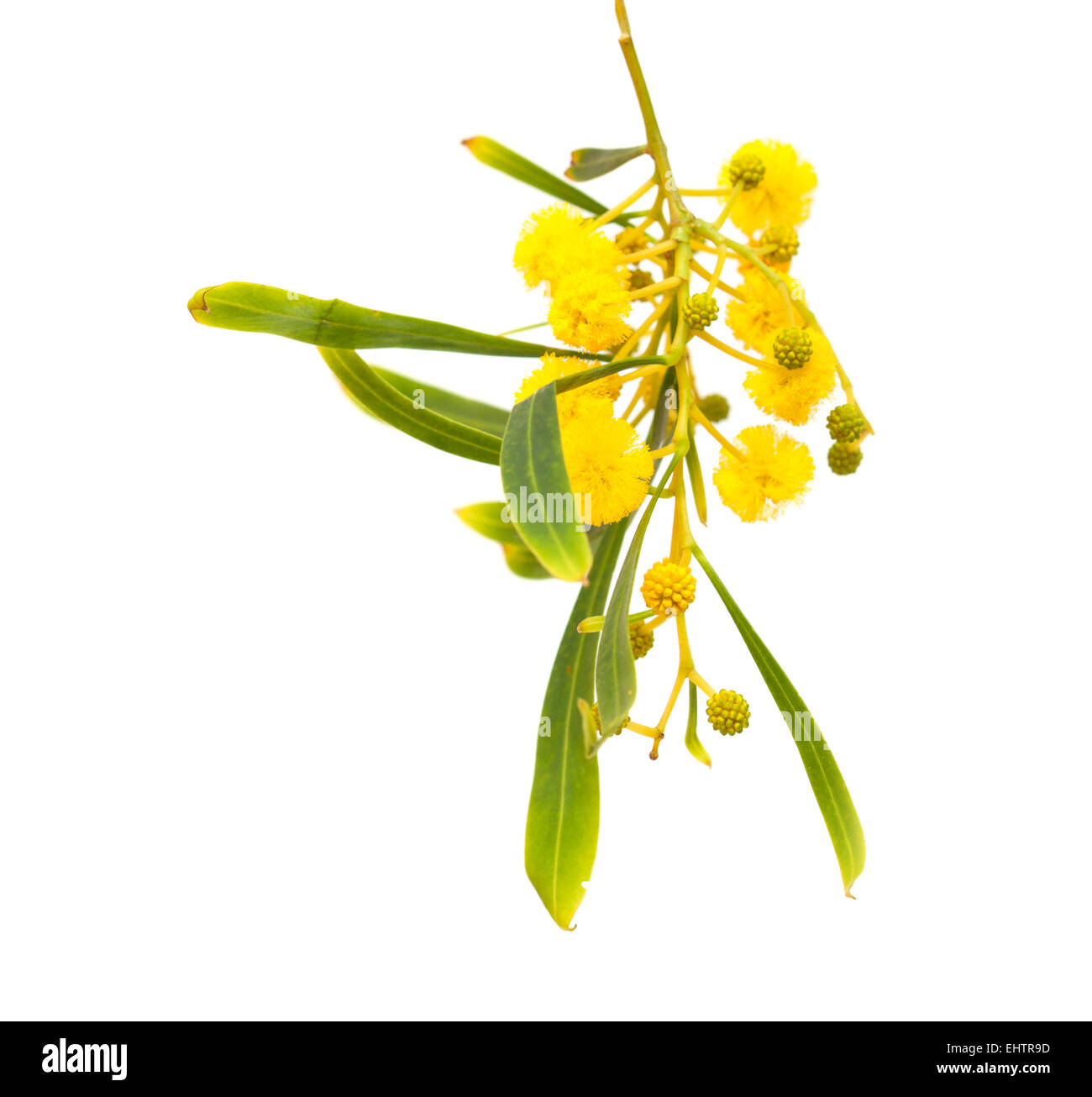 yellow fluffy flowers of Acacia cyanophylla isolated on white Stock ...