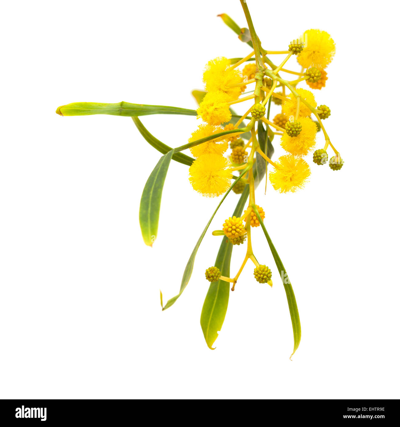 yellow fluffy flowers of Acacia cyanophylla isolated on white Stock ...