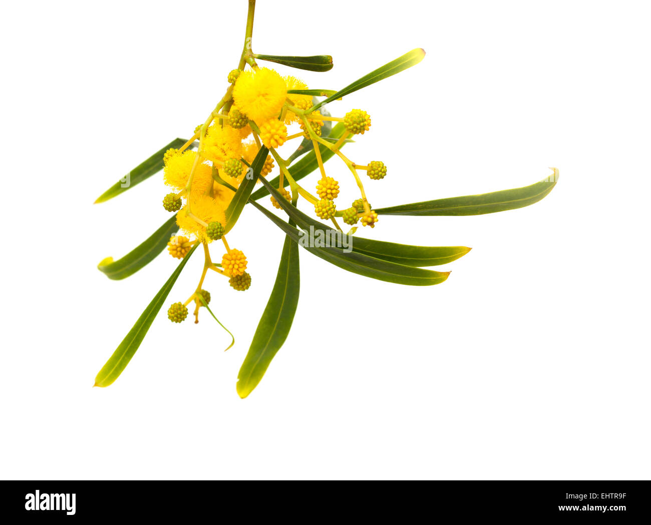 yellow fluffy flowers of Acacia cyanophylla isolated on white Stock ...