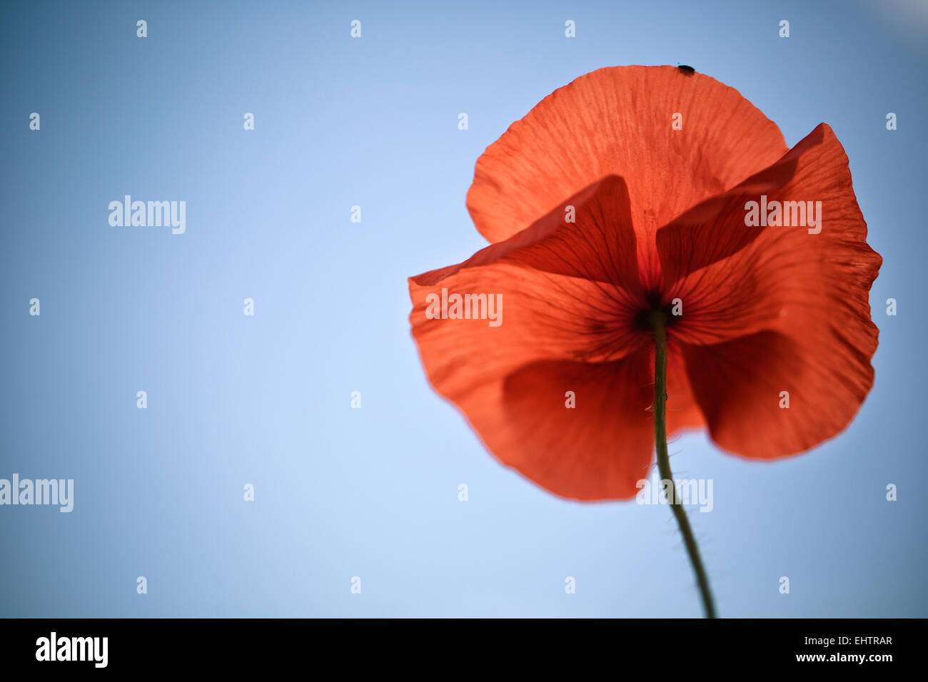 Feldbl hi-res stock photography and images - Alamy
