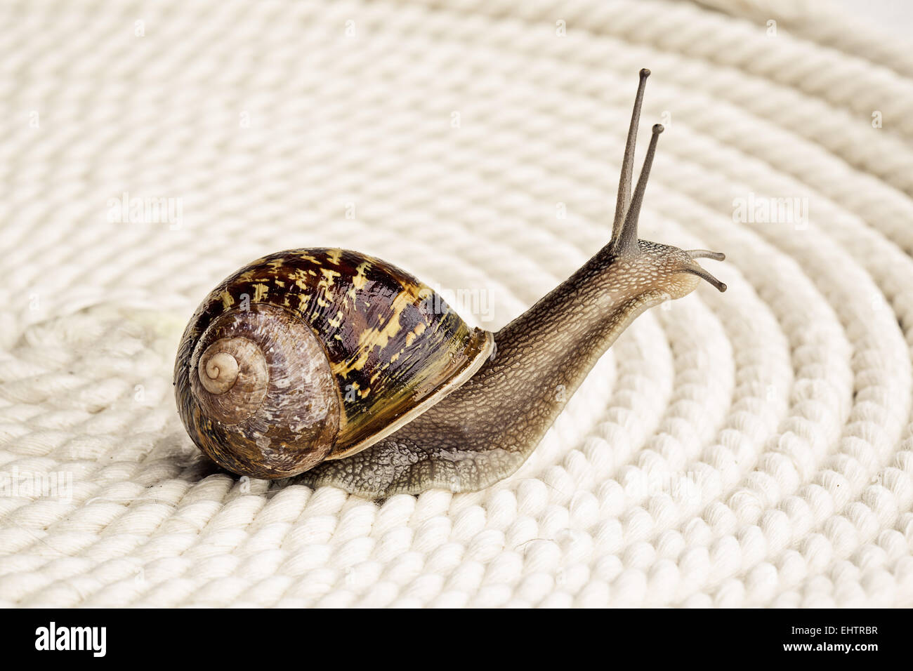 Vineyard snails hi-res stock photography and images - Alamy