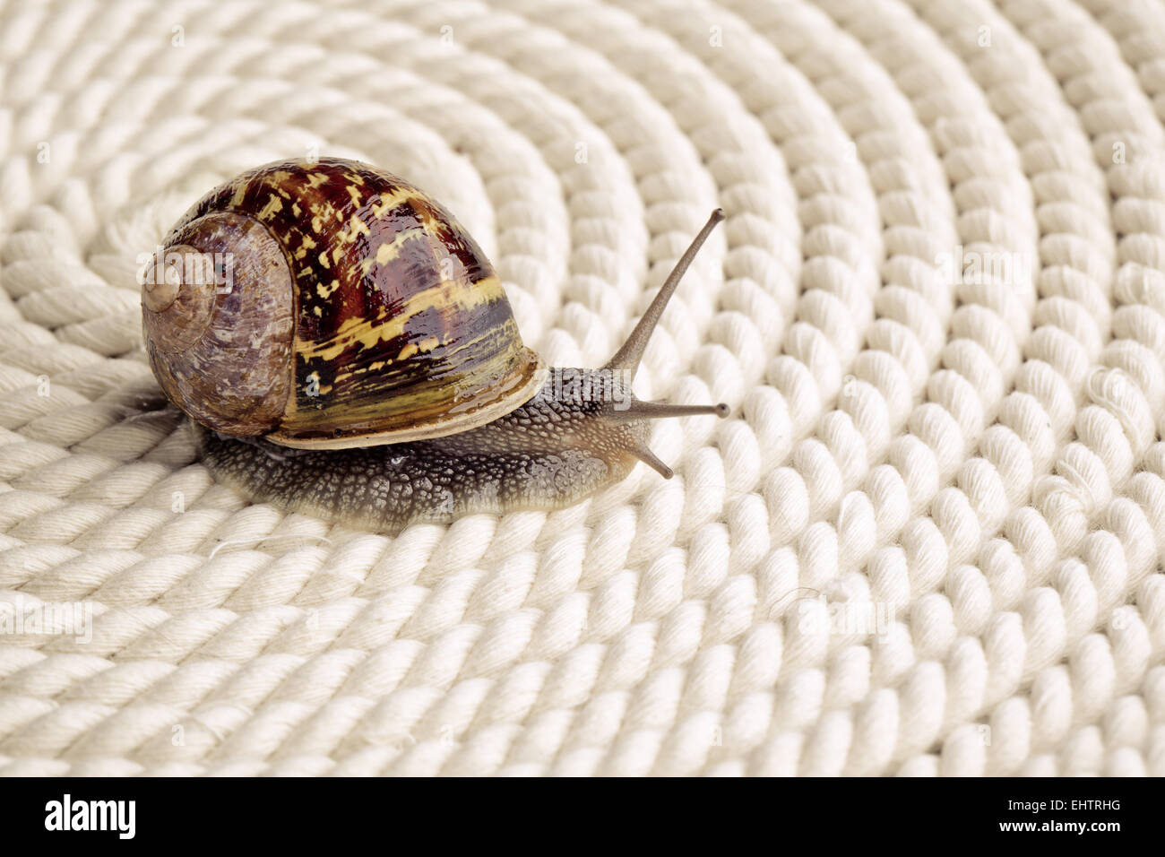 Portrait r snail hi-res stock photography and images - Alamy